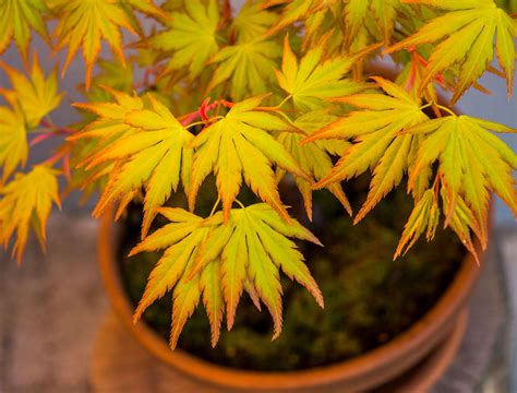 5 Best Trees To Grow In Containers