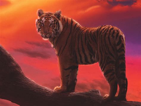 1600x1200 Tiger The Amber Dream Wallpaper1600x1200 Resolution Hd 4k