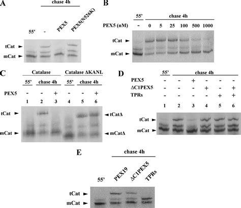 Pex5 Inhibits Catalase Tetramerization A 35 S Labeled Catalase Was