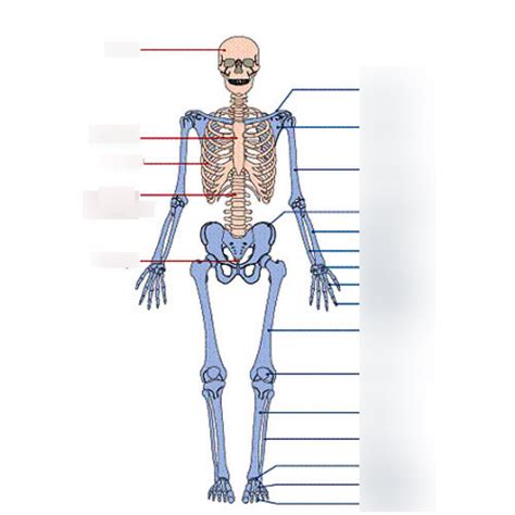 E 7 Appendicular Axial Skeleton Labeling As Whole Diagram Quizlet