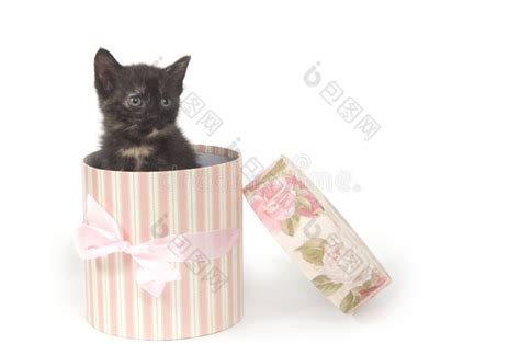 礼品盒里的小猫 包图企业站