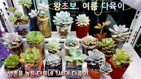왕초보가 여름에 사도 생존율 높은 다육이 And 다부네 1세대 여름 다육이 다육이를부탁해 Youtube