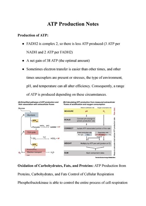 ATP Production Notes ATP Production Notes Production Of ATP FADH Is Complex So There Is