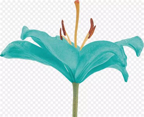 蓝色百合插画png图片素材下载图片编号1065934 Png素材网
