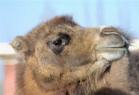 Adw Camelus Bactrianus Information