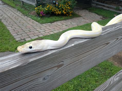 Yearling Dwarf Anery Ultra Ivory Reticulated Python By Tgr Exotics