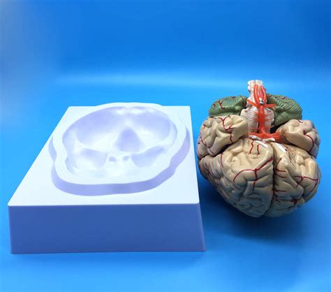 Human Brain Anatomical Model Anatomically Accurate Brain Model Life Size Human