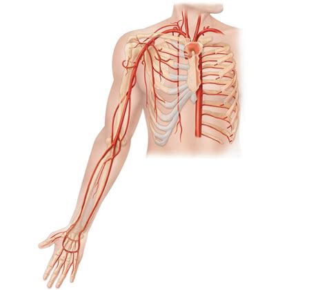 Artery 2 Diagram Quizlet