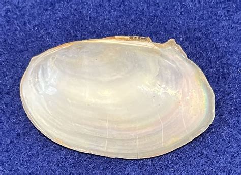 Freshwater Bivalve Marion Natural History Museum
