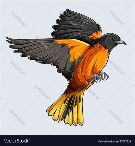 Beautiful Golden Baltimore Oriole Bird Flying Vector Image