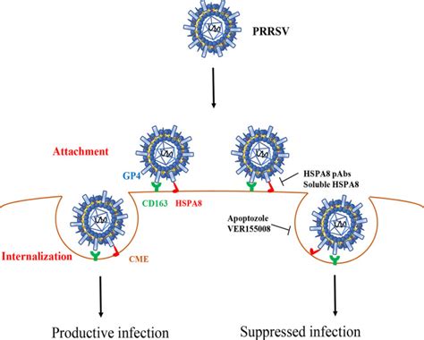 Heat Shock Protein Member 8 Hspa8 Is Involved In Porcine Reproductive And Respiratory Syndrome