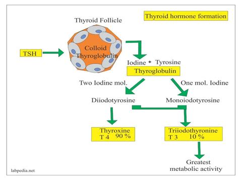 Hyperthyroidism Clinical Features And Its Management Ppt
