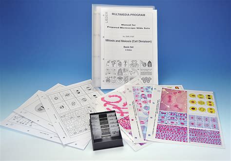 Mitosis And Meiosis Study Set Flinn Scientific