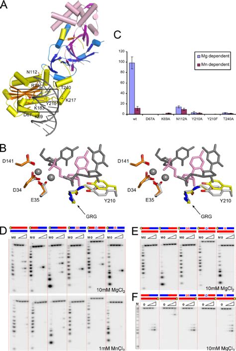 Substrate Recognition By Human Rnase H2 A Shown Is A Model Of Human
