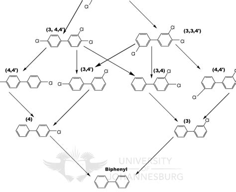3 Reductive Dechlorination Pathway Of Pcb 77 As Described By Xu 2007 Download Scientific