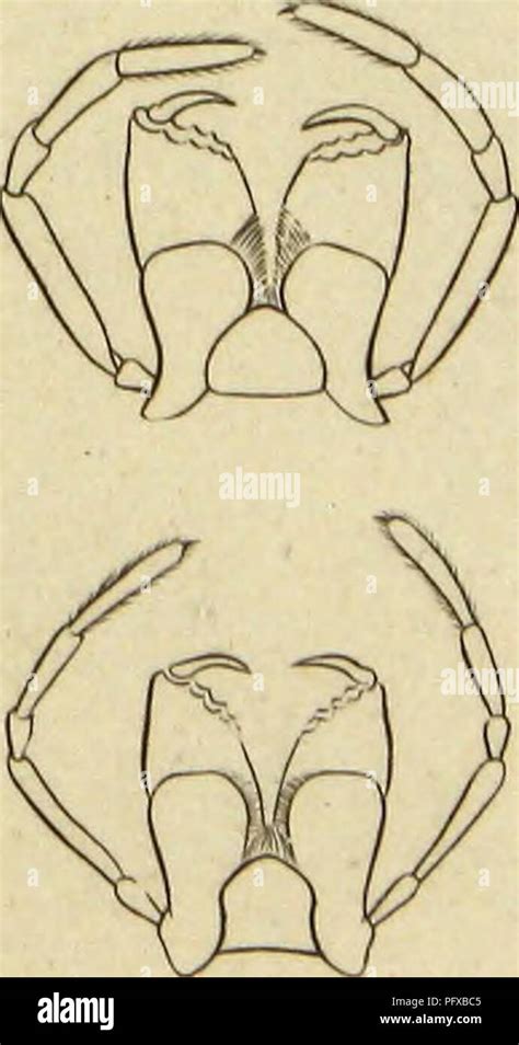 A Detailed Work On Spiders Arachnida Focusing On Various Species