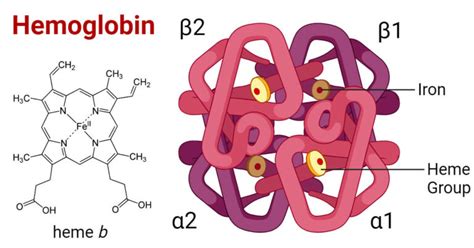 Hemoglobin Explained Key Types Functions Disorders
