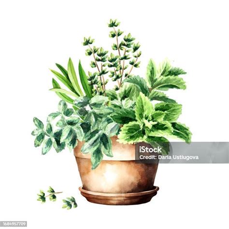 화분에 있는 부엌 향기로운 허브 손으로 그린 수채화 그림 흰색 배경에 분리되어 있다 꽃 식물에 대한 스톡 벡터 아트 및 기타 이미지 꽃 식물 수채화 일러스트레이션