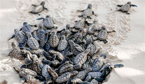 Sea Turtle Hatching At Kagi Maldives Spa Island Island Times Magazine