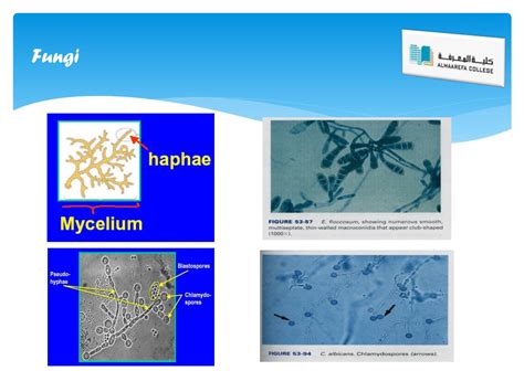 Ppt Microorganisms Powerpoint Presentation Free Download Id1928032