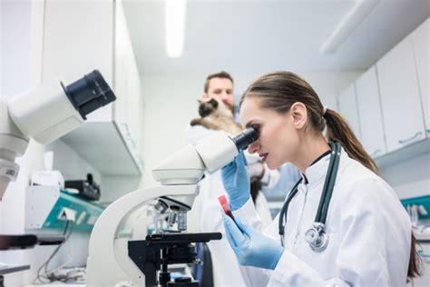 Onde Fazer Diagnóstico Por Imagem Medicina Veterinária São Vicente