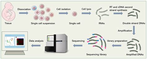 Cell Prep Possibilities Sample Prep And Cell Isolation Methods For