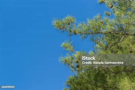 푸른 하늘의 배경에 상록 나무 크림 소나무 또는 팔라의 소나무 0명에 대한 스톡 사진 및 기타 이미지 0명 갈색 계절 Istock