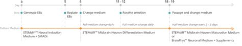 STEMdiff Midbrain Neuron Maturation Kit STEMCELL Technologies