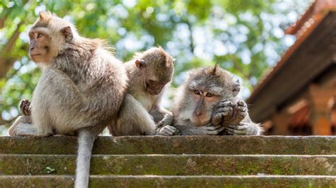 Szexjátékszerként Használt Kövekkel Maszturbálnak A Majmok