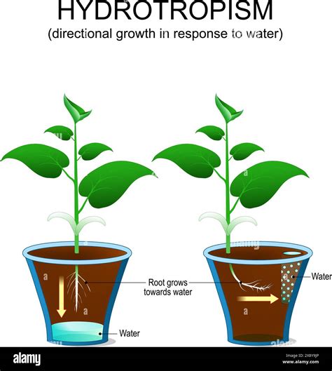 Absorption Of Water In Plants Cut Out Stock Images And Pictures Alamy