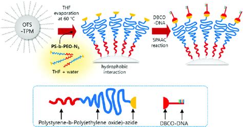 Scheme 1 Experimental Procedures Of Dna Functionalization On Download Scientific Diagram