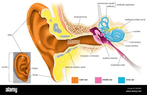 Structure Of The Human Ear Stock Photo Alamy