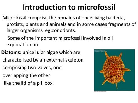 Application Of Microfossil In Fossil Fuel Exploration