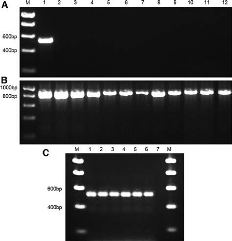 Testing Of Primers Specific To Pratylenchus Coffeae A Specificity Download Scientific Diagram