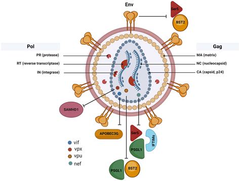 Hiv Aids Virus Structure Physician Assistant Pa 2013 Session 2