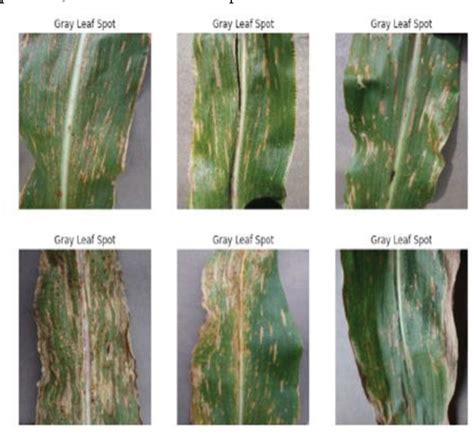 Figure 1 From Classification Of Multiple Maize Leaf Diseases Using A Blended Convolutional