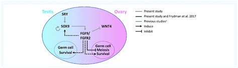 Proposed Involvement Of Fgf9 Fgfr2 Signalling In Human Fetal Gonad