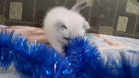 Шотландская вислоухая девочка Youtube