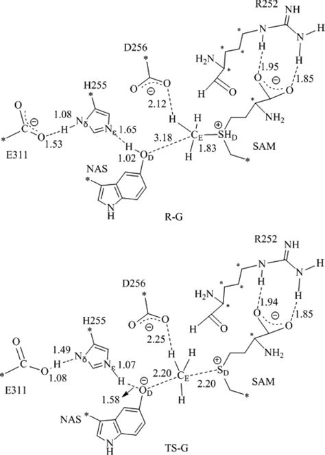 Optimised Structures Of The Reactants For Model G And Transition States Download Scientific