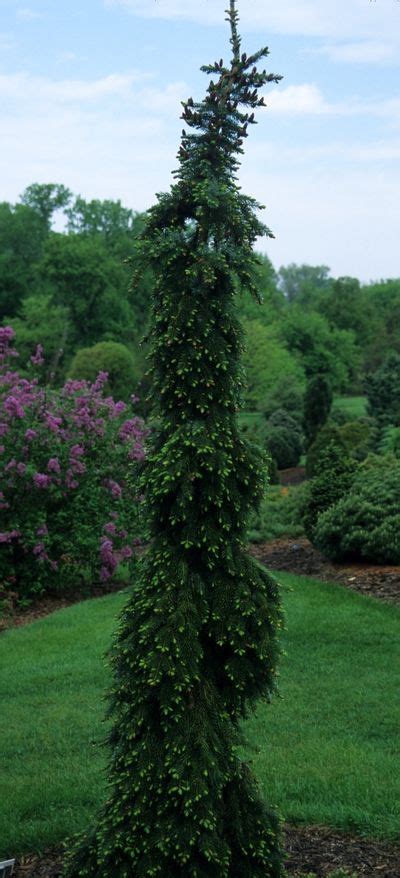 Best Images About Conifers On Pinterest Gardens Sun And Pine