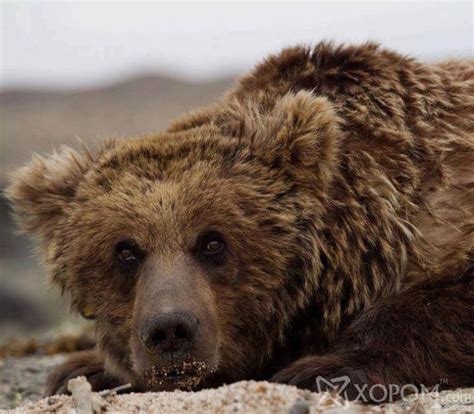 Монголын нэн ховор ховор амьтдыг хууль бусаар агнавал төлөх торгуулийн хэмжээ дэндүү бага байна