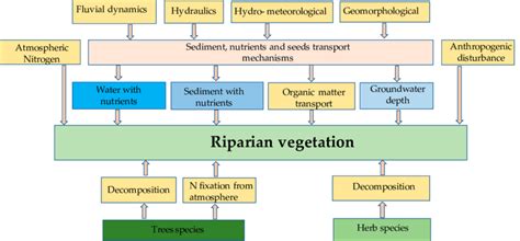 Interactive Parameters For Riparian Vegetation Growth In A Floodplain Download Scientific Diagram