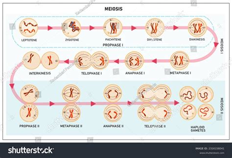 Meiosis Prophase 1 Leptotene