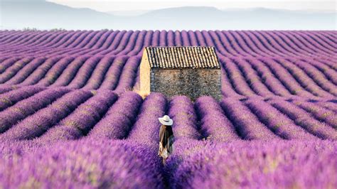 Lavender Fields Provence