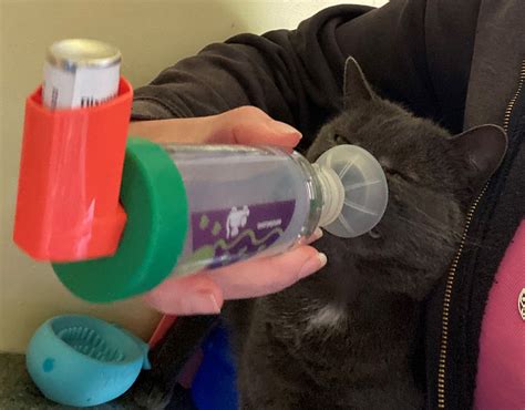 Feline Asthma