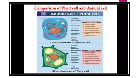 Chapter 8 Cell Structure And Functions Ppt