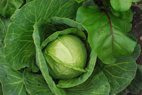 Unwrapping The Layers An In Depth Guide To Cabbage Growth Stages
