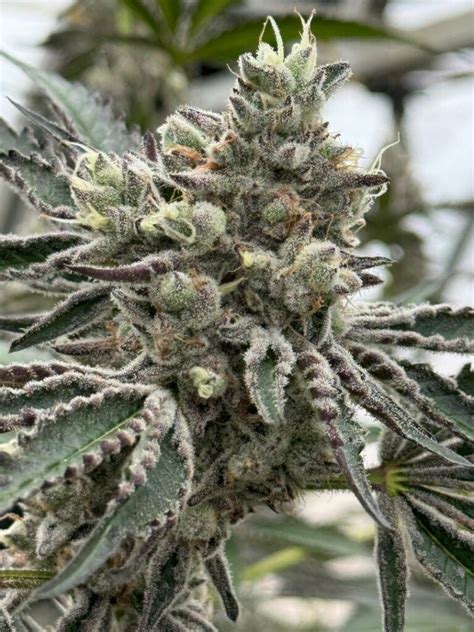Russian Assassin Deep Green Genetics