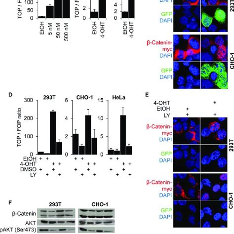 β Catenin Nuclear Accumulation And Transcriptional Transactivation By