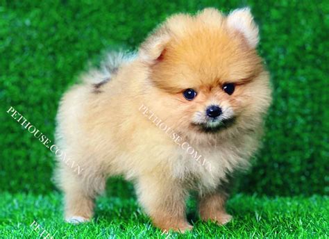 Chó Phốc Sóc Mini Mã Ps329 Tại Cửa Hàng Pethouse